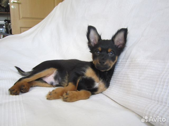 Милый ушастик