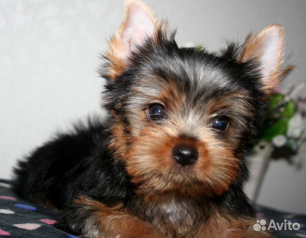 Милый малыш Фантик