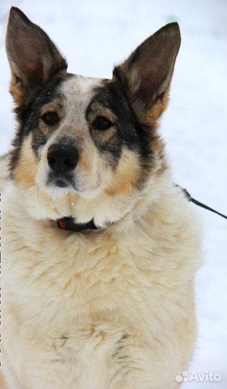 Сара ищет любящую семью
