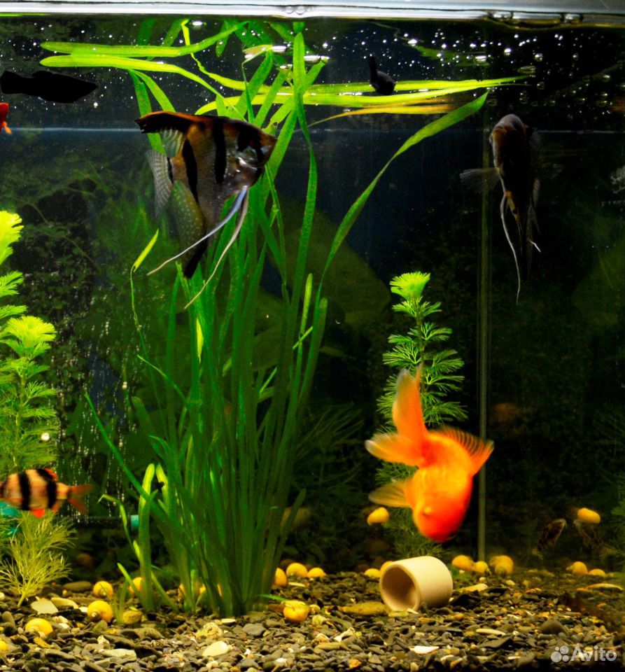 Растения аквариумные, валлиснерия, лимонник