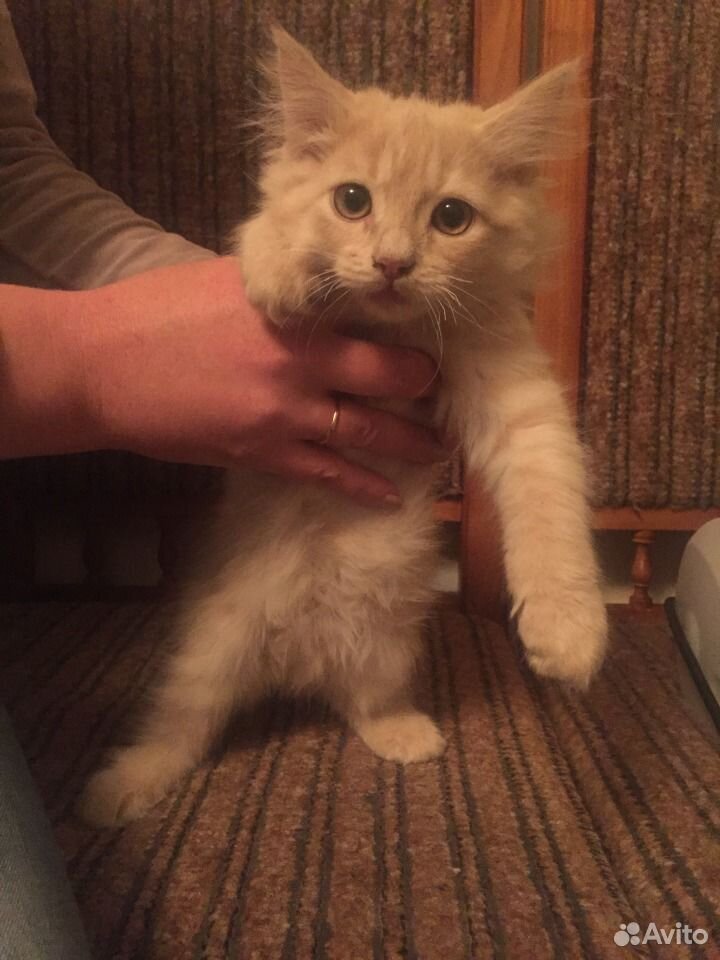 Кремовый Котенок