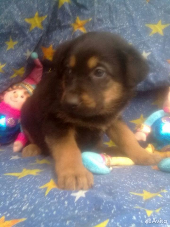 Лапушки - щенки в добрые руки