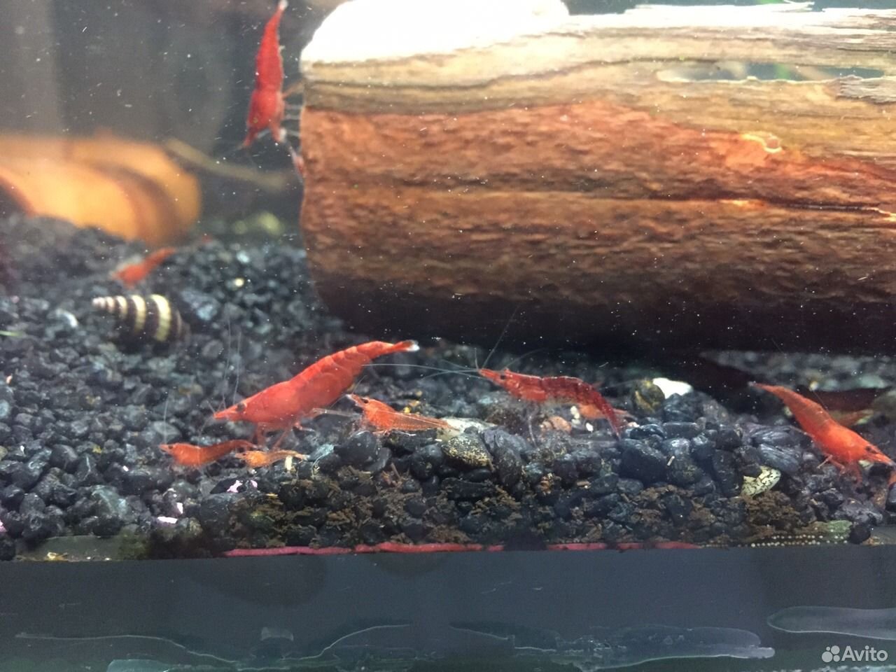 Креветки "Красный огонь" (Red Fire Shrimp