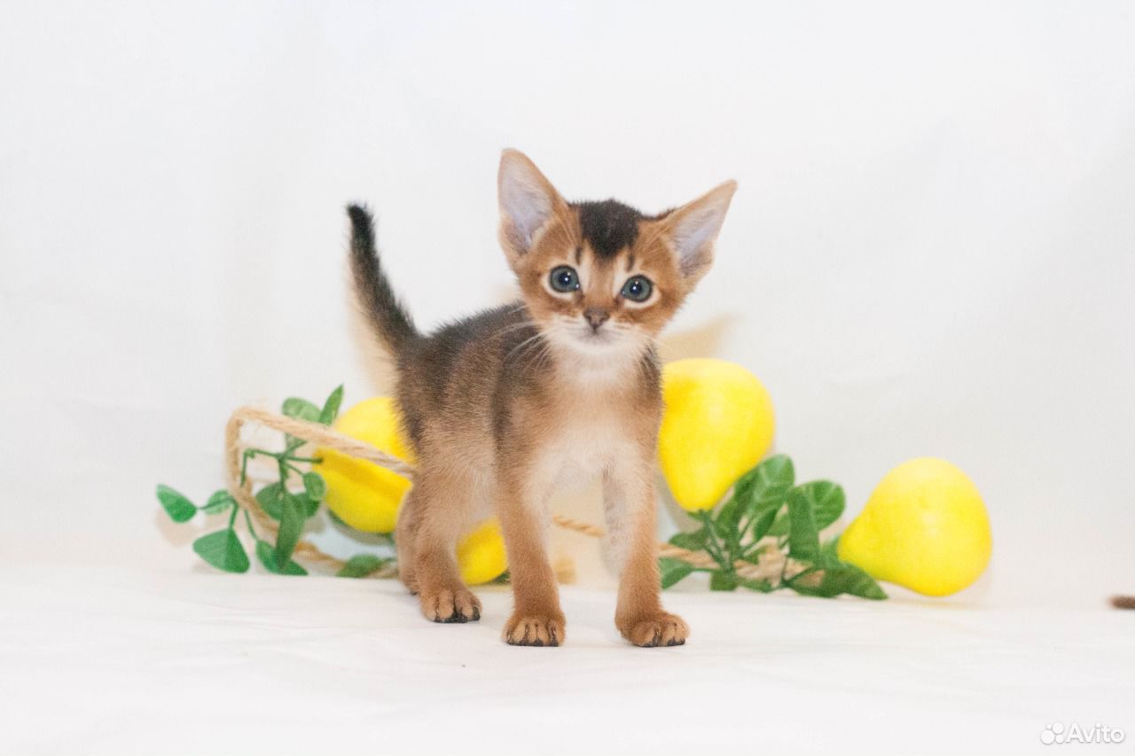 Верочка и котик Йося 2 месяца, видео