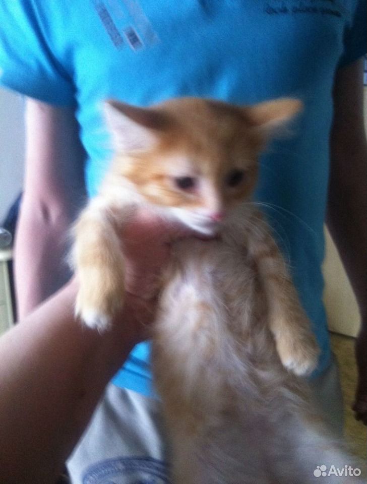 Солнечный рыжик - котенок в заботливые руки