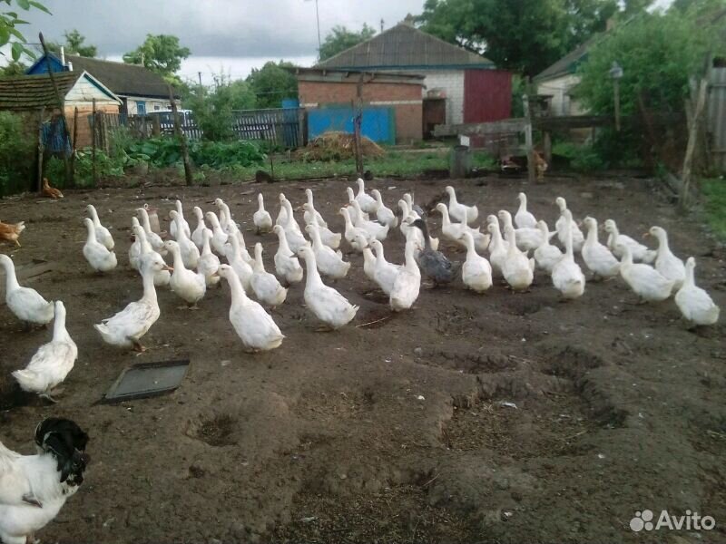 Утки домашние