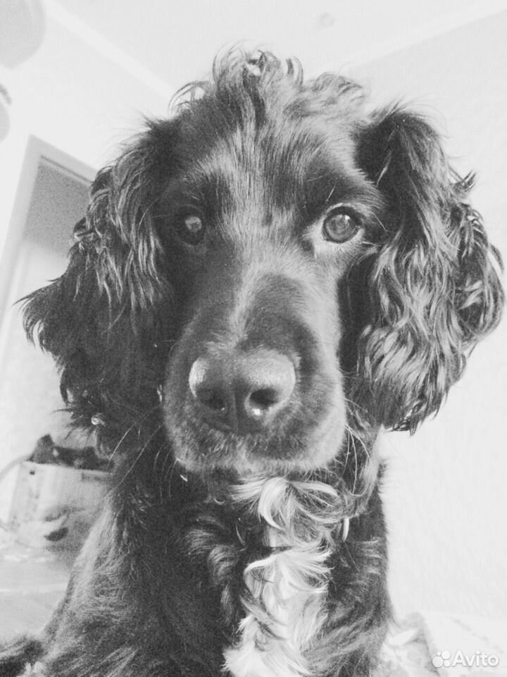 Русский Спаниель ищет подружку