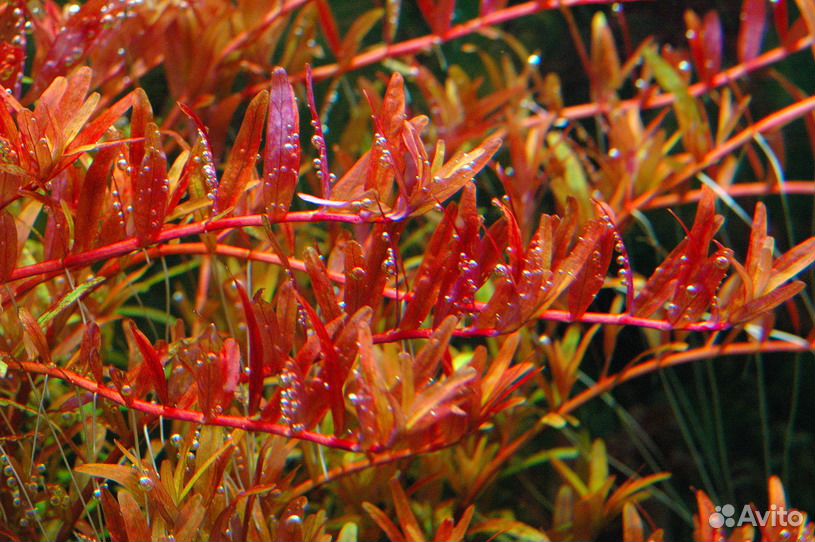 Ротала Мьянма (Rotala sp. Myanmar)