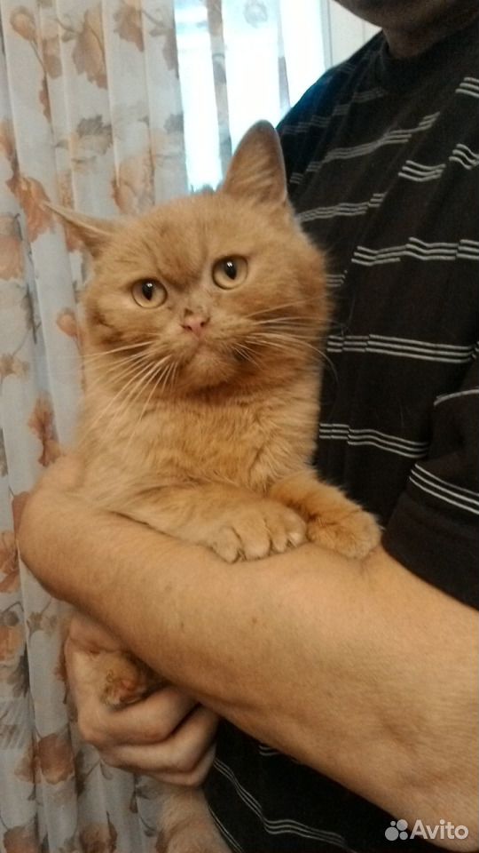 Котик 2,5 года кремового окраса
