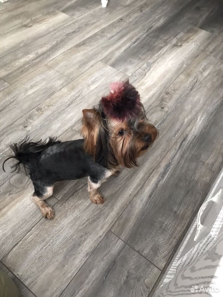 Йорк (для случки)