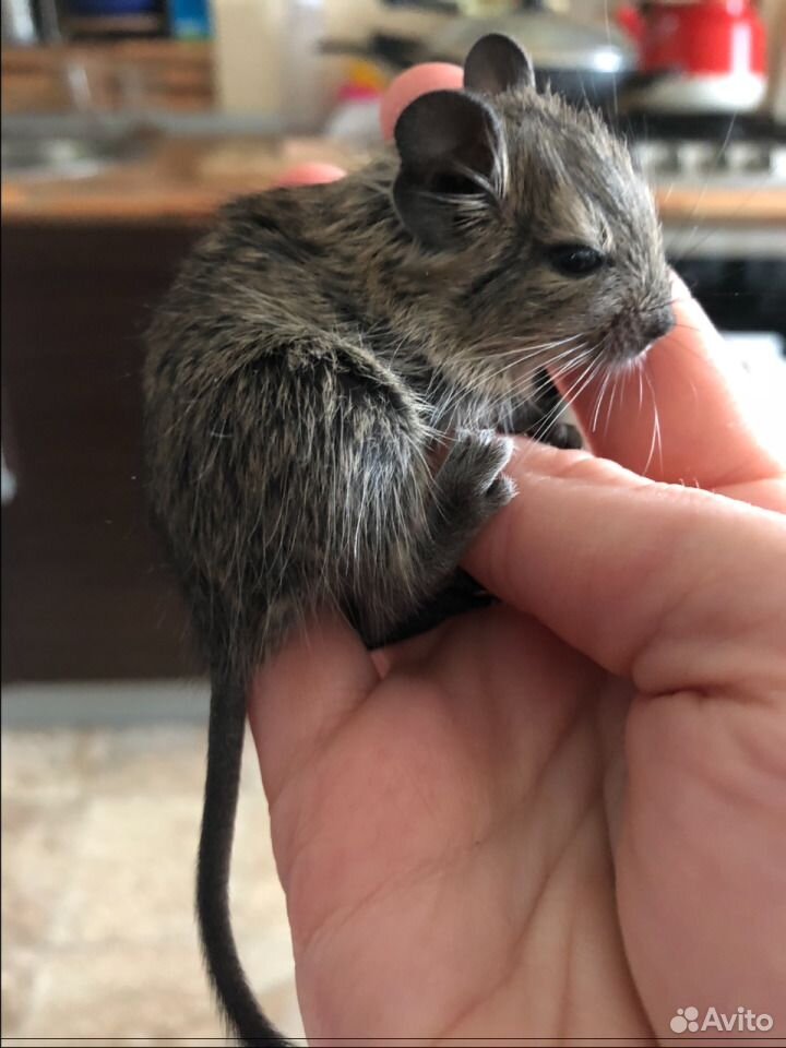 Дегу, чилийские белки, 1 мес., девочка