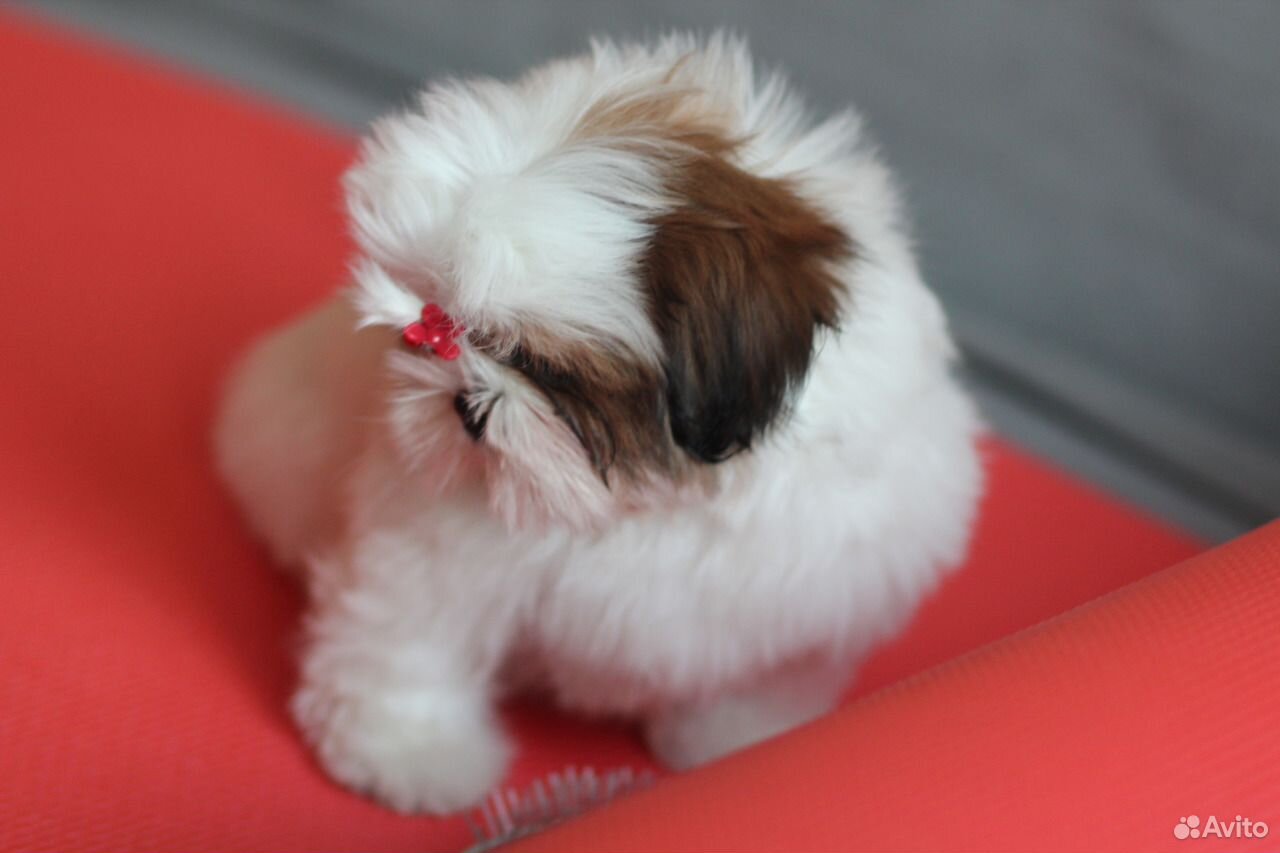 Бело-рыжие,милые зайки