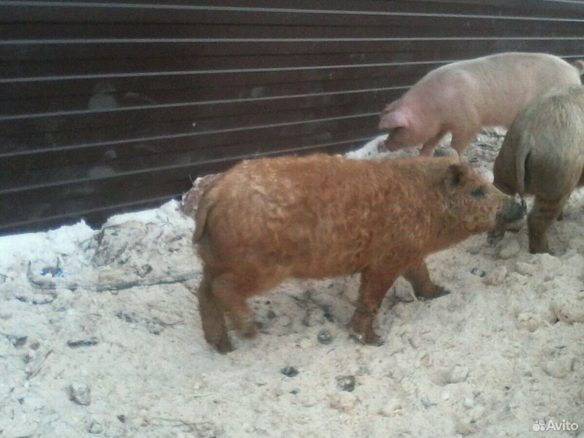 Венгерские мангалицы