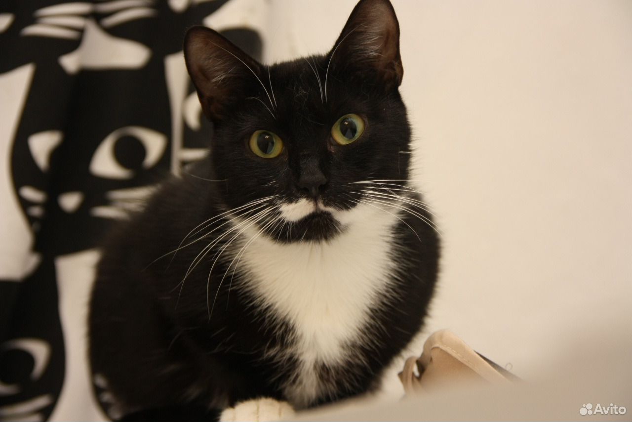 Эбби малышка в дар