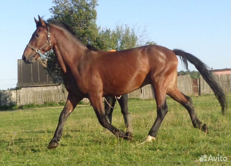 Жеребец орловской породы