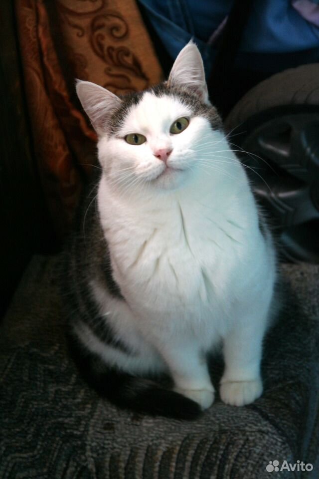 Роскошная кошь