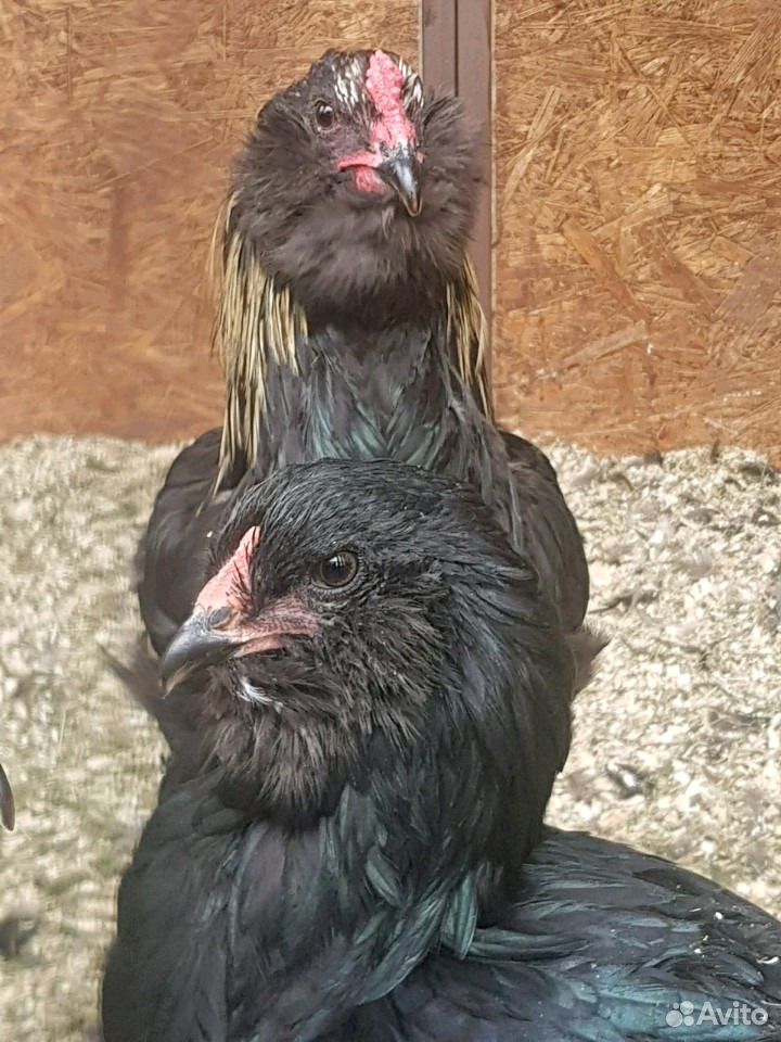 Семья кур араукан