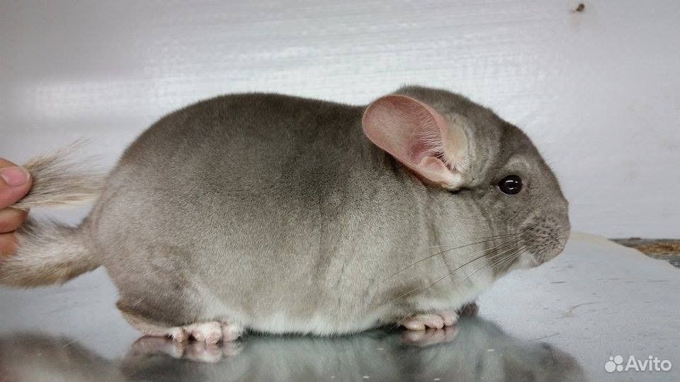 Продаю питомник шиншилл