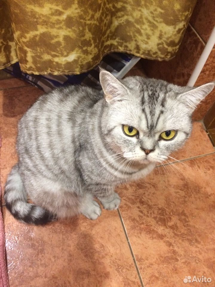 Прямоухая британка