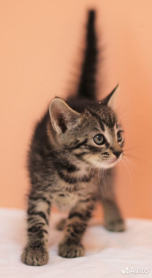 Полосатые котята 2 мес