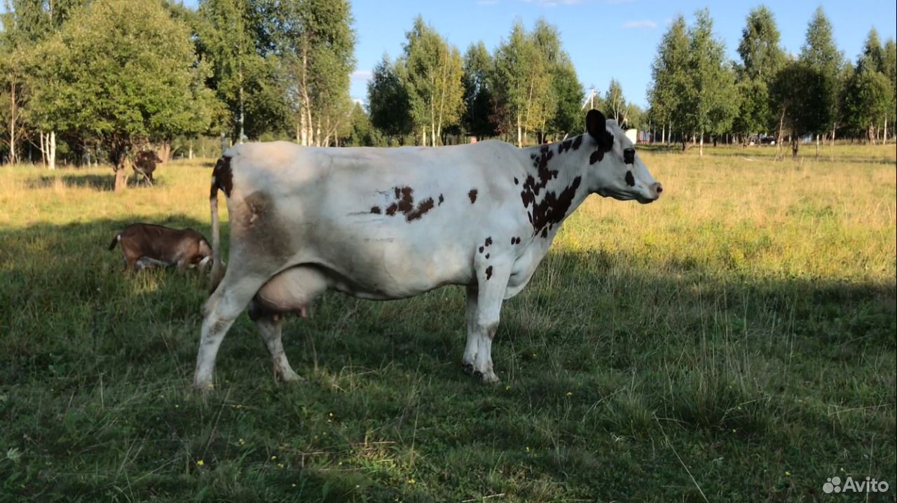 Айрширская корова