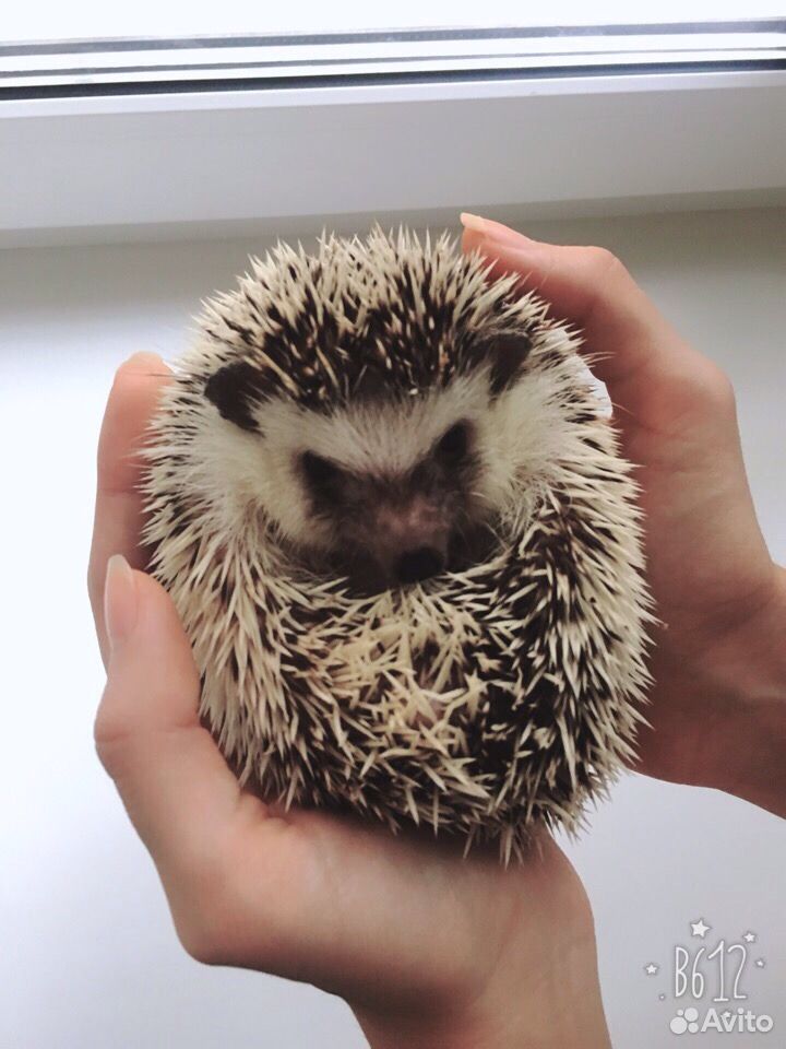 Отдам в добрые руки