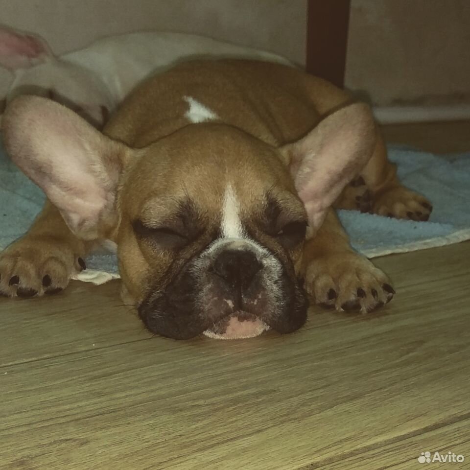 Предлагаю малышей французов