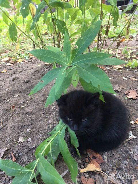 Прелестные котята