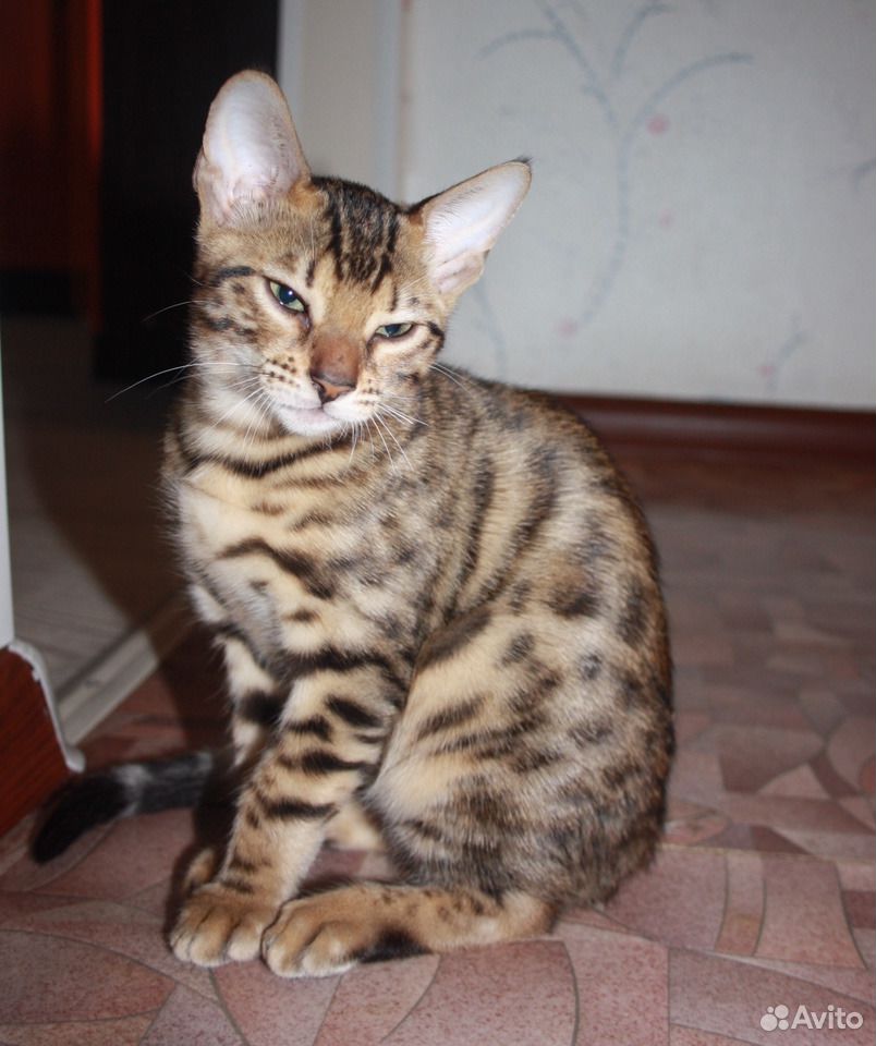 Бенгальские котята
