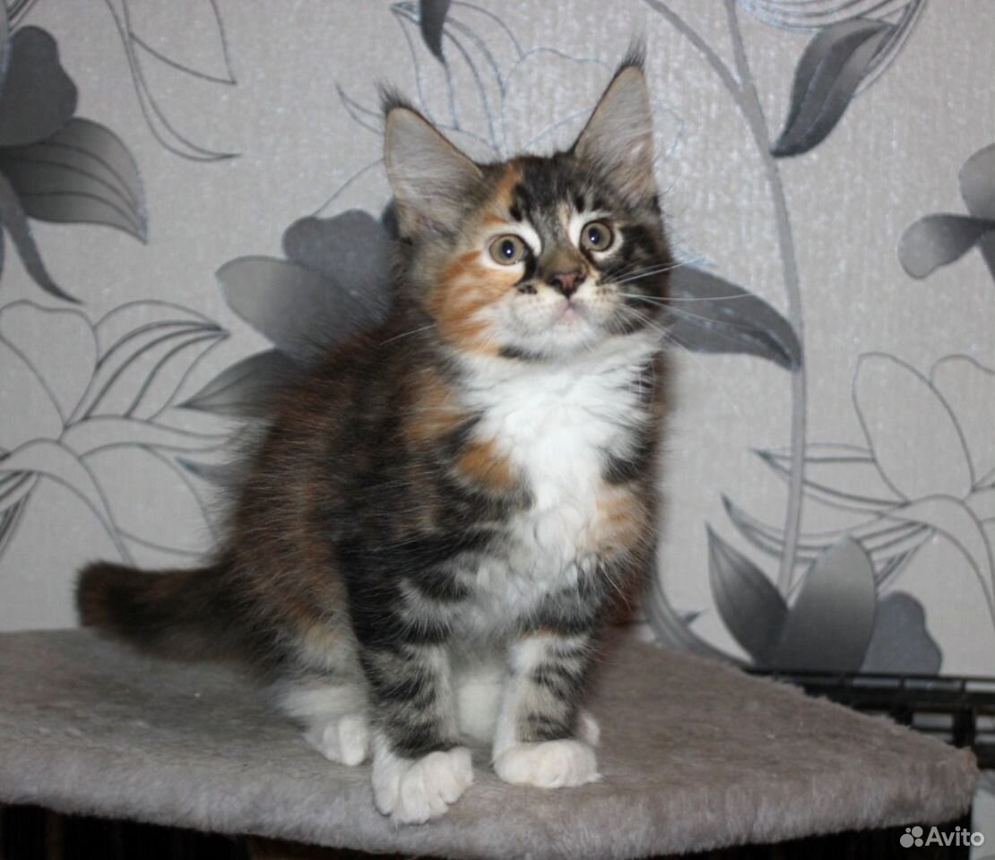 Нежная девочка Мальвина.Ласковая,общительная