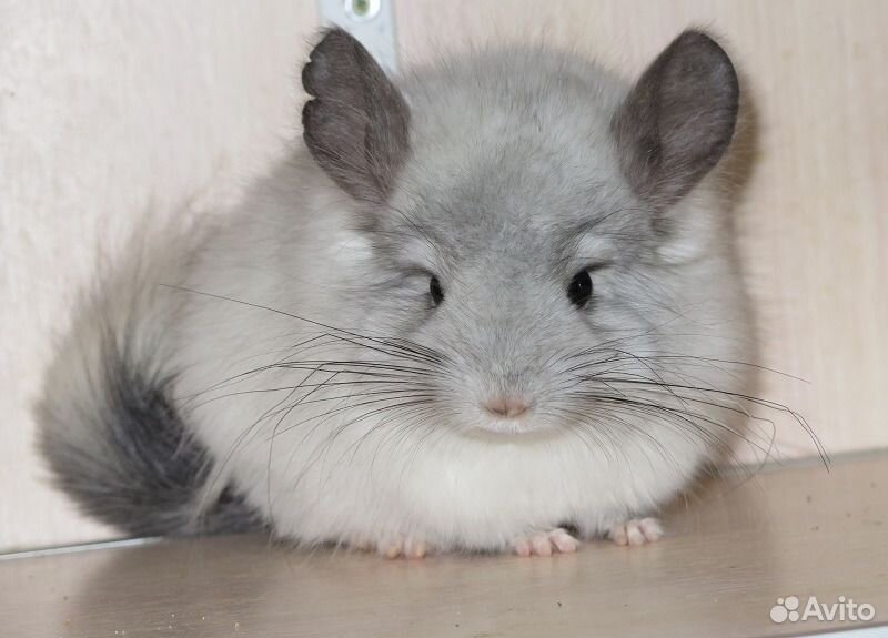 Белая ангора шиншилла мальчик