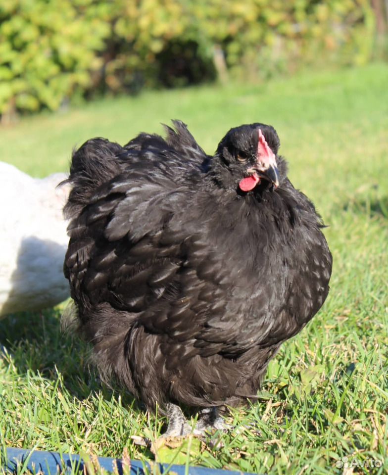 Орпингтон чёрный, лаванда, шоколад