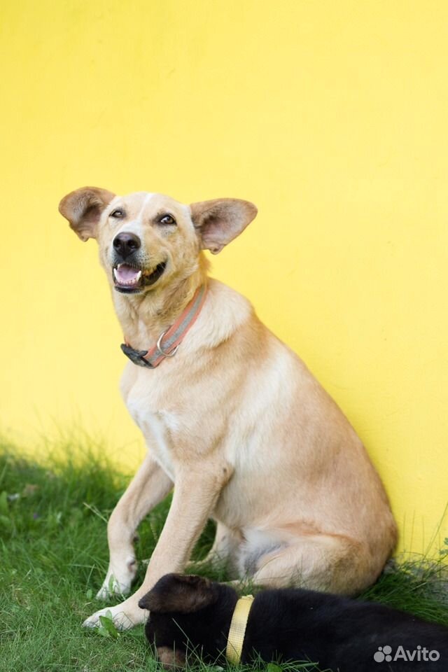 Стеша, собака -улыбака