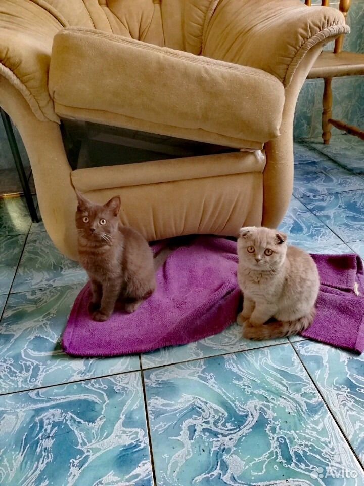 Скотиш-фолд, скотиш-страйт