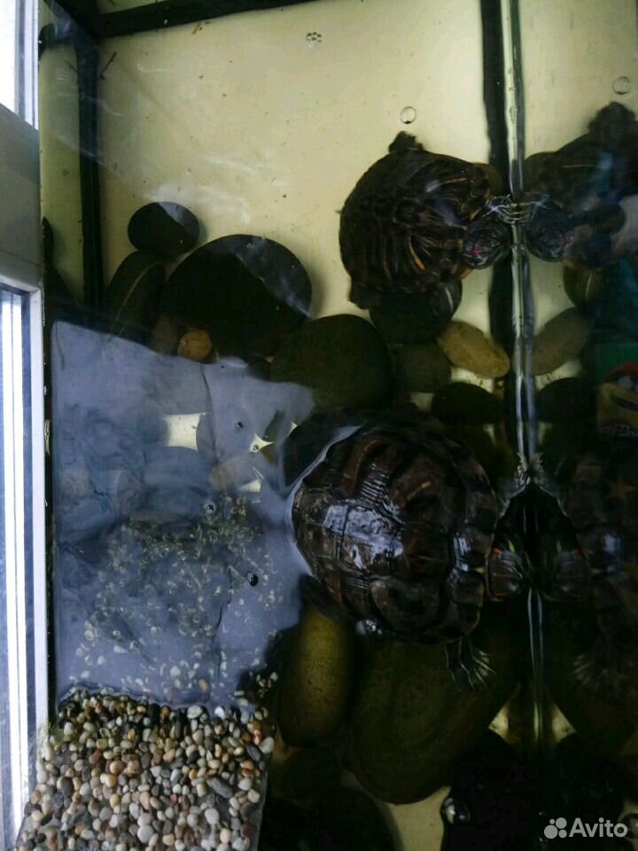 Красноухие черепахи