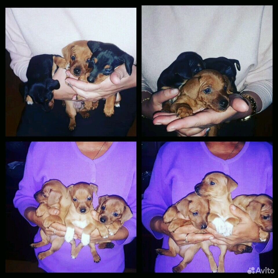 Цвергпинчер