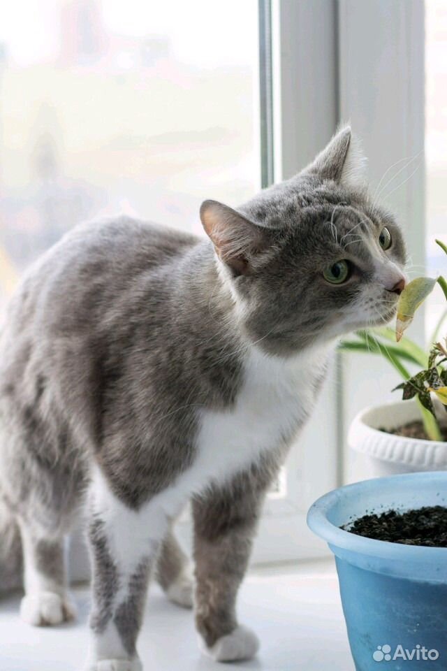 Кот Барон