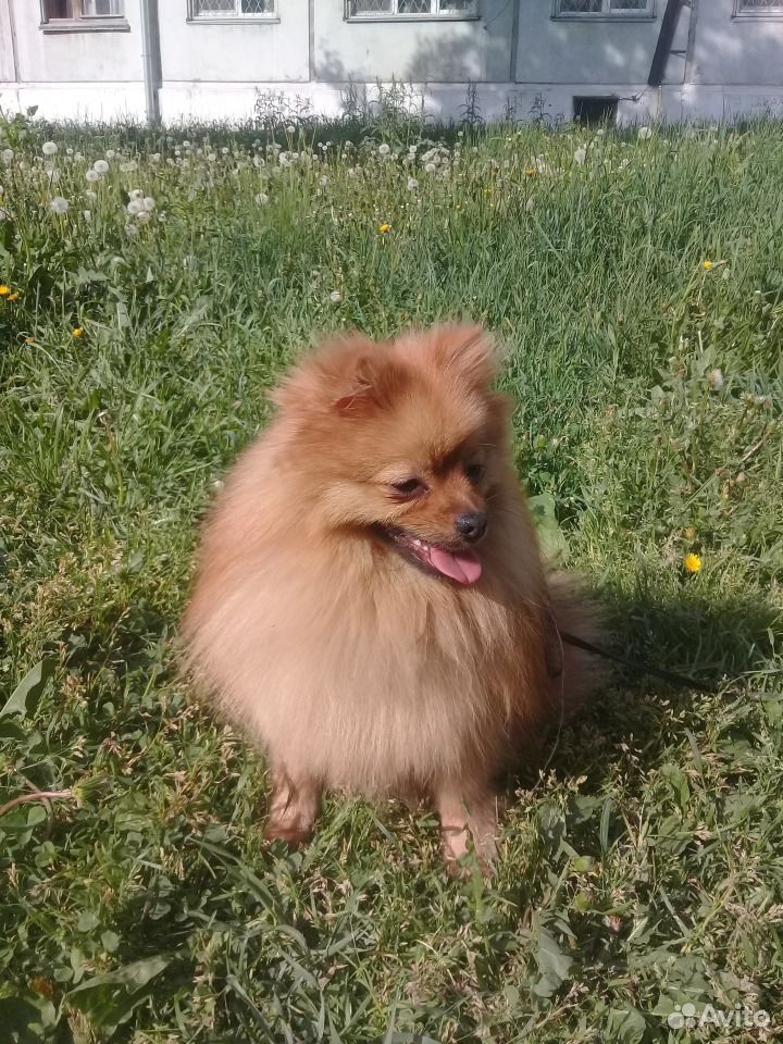 Жених (немецкий шпиц) ищет невесту