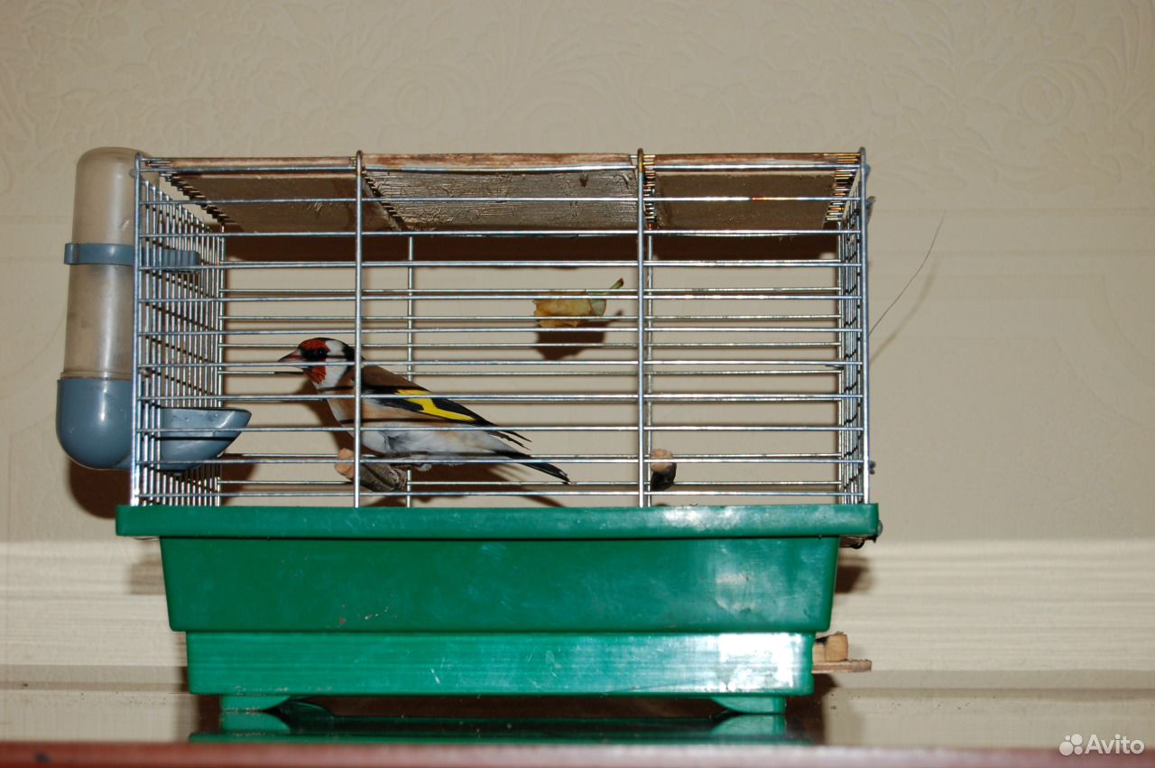 Щеглы и репела