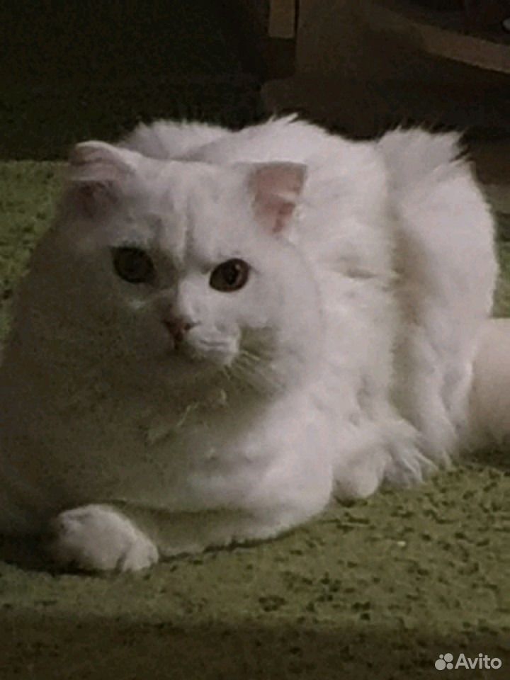 Вязка шотландский прямоухий котик