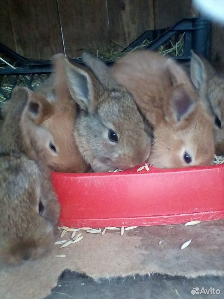 Крольчата помесных мясных пород