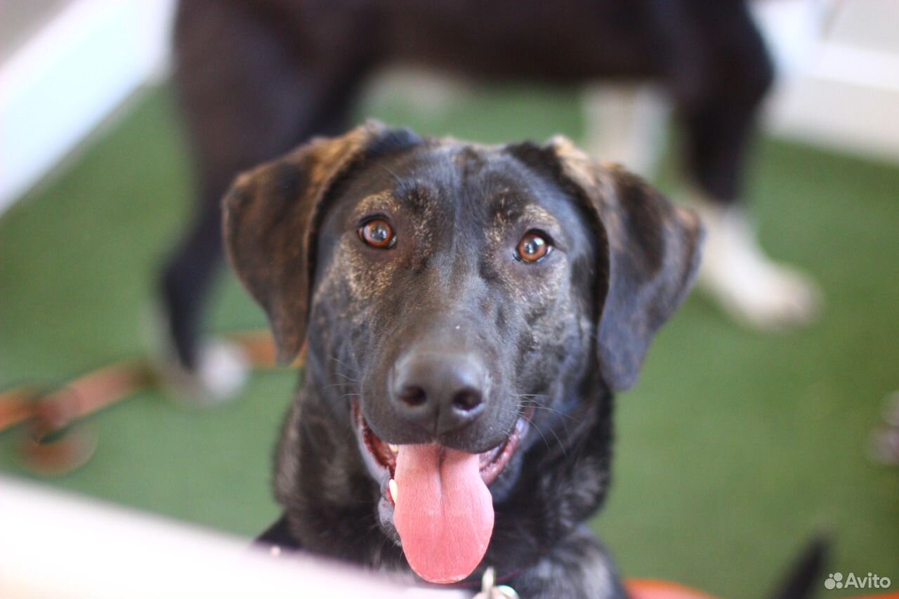 Собака ищет дом и хорошие руки