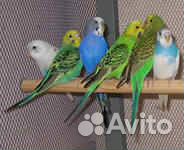 Волнистые попугайчики