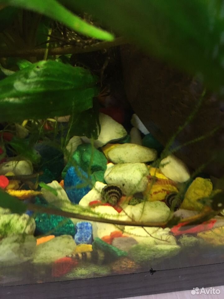 Улитка Хелена