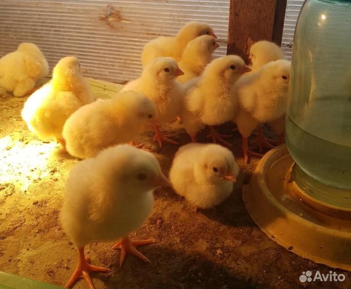 Цыпленок бройлер кобб 500
