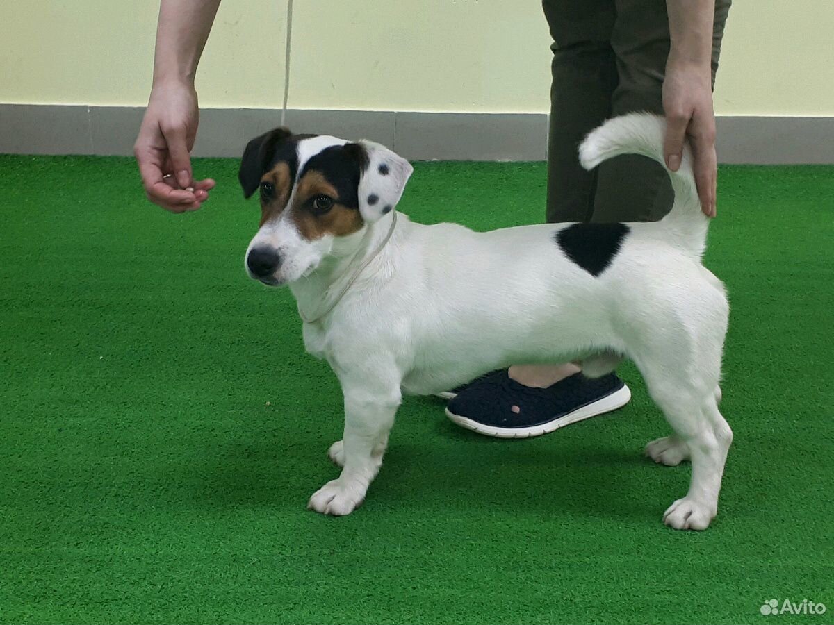 Джек Рассел терьер вязка