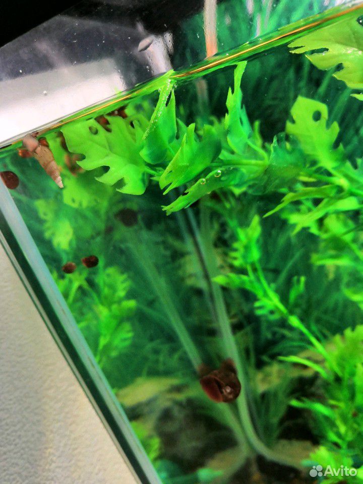 Отдам улиток (есть три вида)