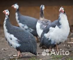 Цесарки Благоварские