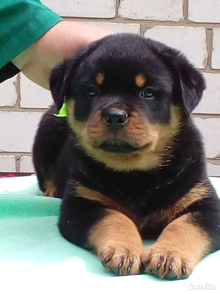 Очень крупные ротвейлеры