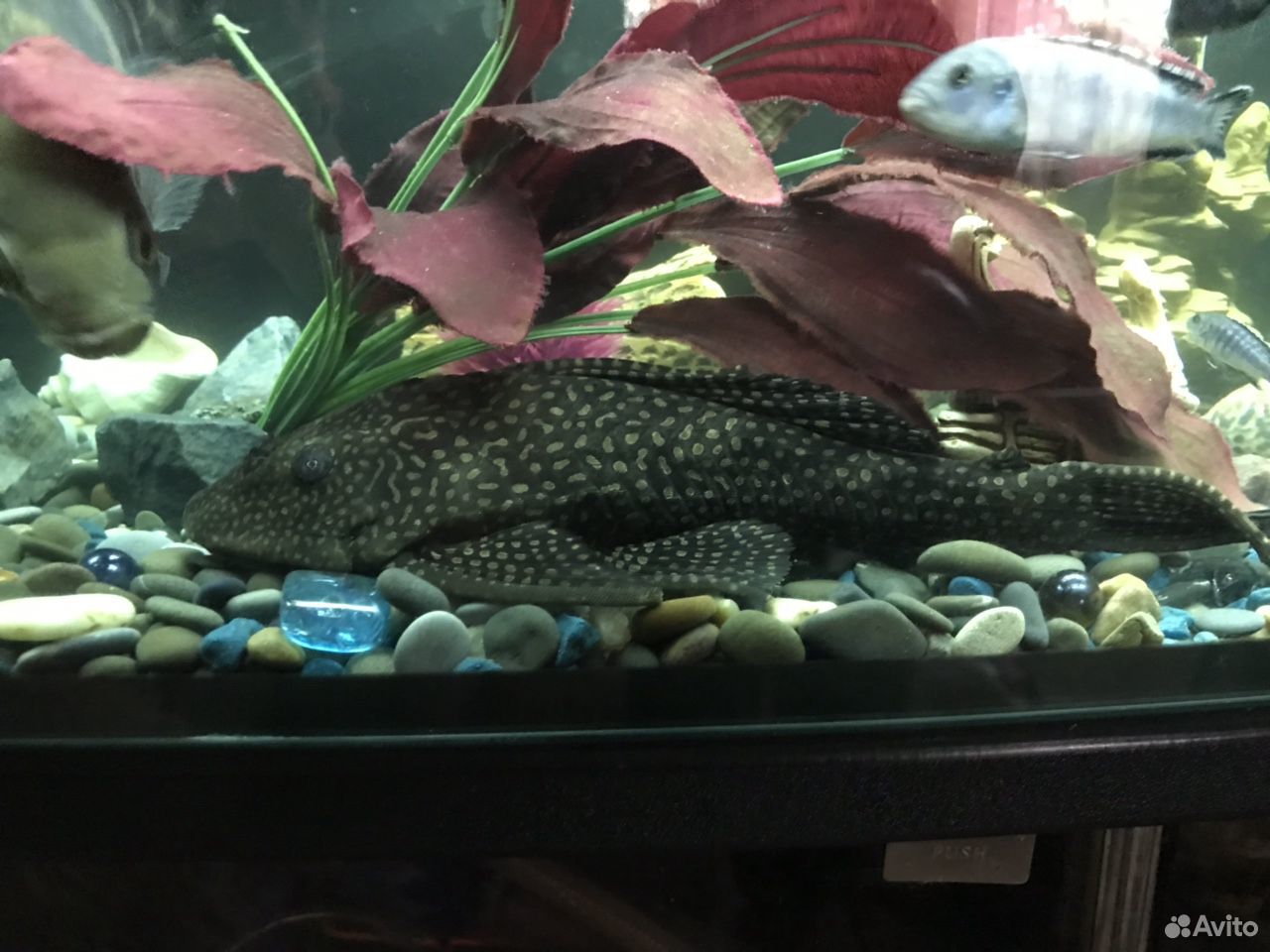 Парчовый сом